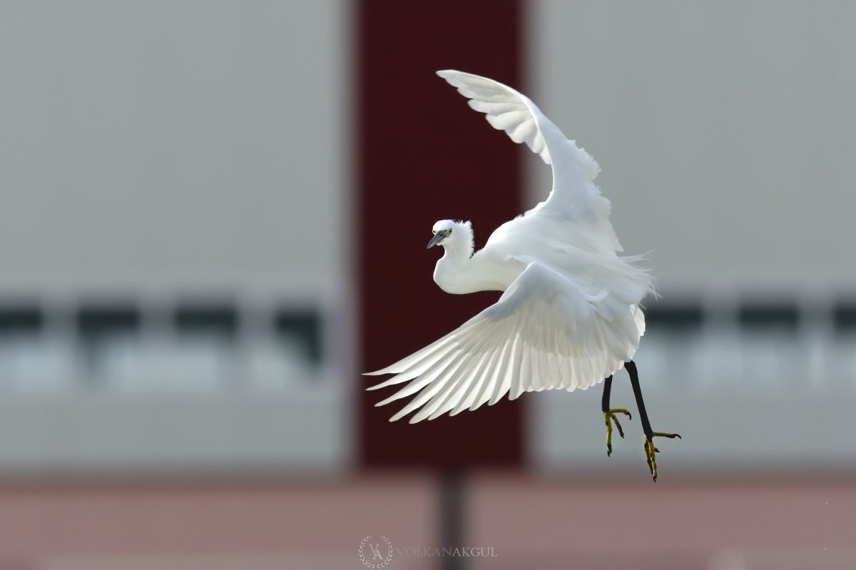Fly Birds – Volkan AKGUL Photography